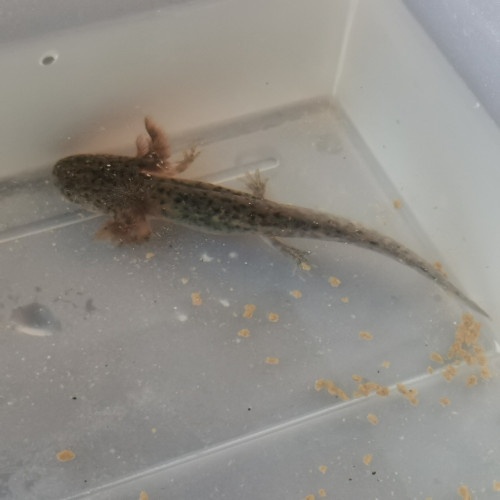 Acheter axolotl juvénile