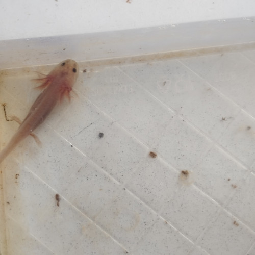 Acheter axolotl cooper mélanique cooper leucistique sauvage