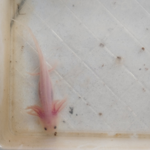 Acheter axolotl cooper mélanique cooper leucistique sauvage