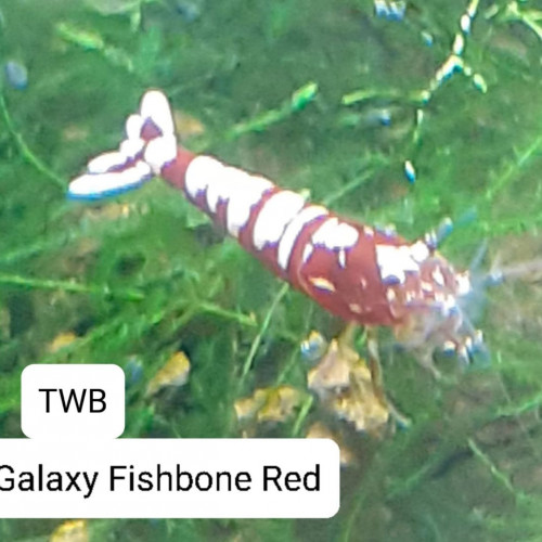 Acheter caridina galaxy red fishbone