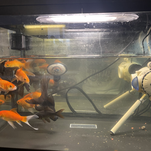 Acheter poissons rouges etc