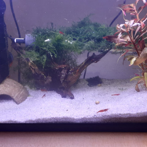 Acheter crevettes neocaridina red cherry