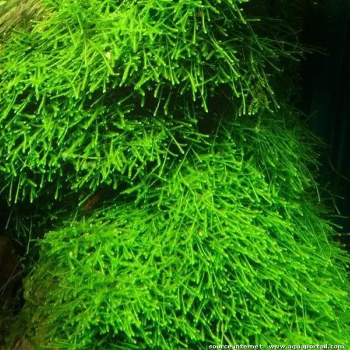 Acheter taxiphyllum barbieri (mousse de java)