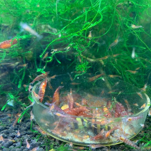 Acheter crevette red cherry