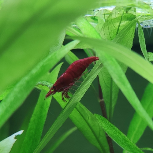 crevettes rouges "neocaridina davidi var. red cherry"