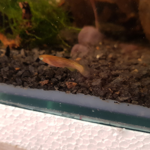 Acheter femelle killies