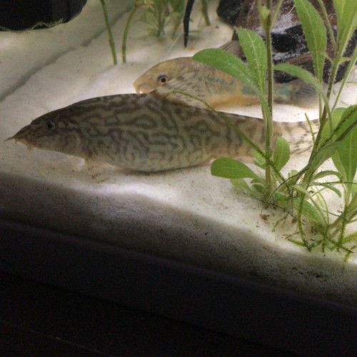 Acheter lot poisson aquarium