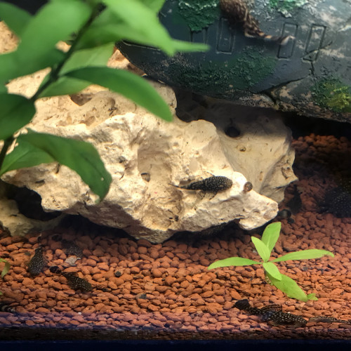 Acheter lot poisson aquarium