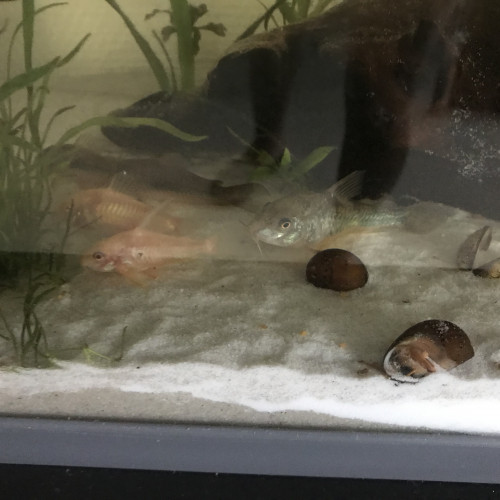 Acheter lot poisson aquarium