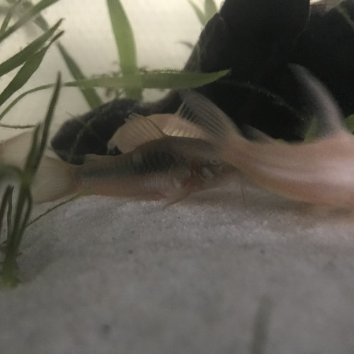 Acheter lot poisson aquarium