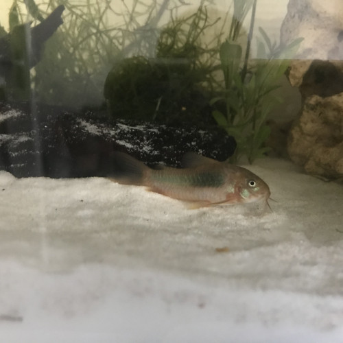 Acheter lot poisson aquarium