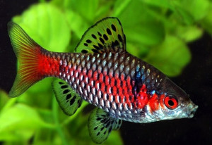 Poisson puntius ticto (barbeau ticto) : fiche complète, paramètres ...