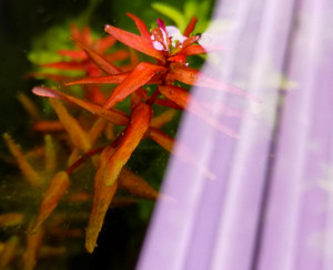 Plante rotala macrandra 'mini butterfly'/'mini v' (rotala macrandra 'mini butterfly'/'mini v ...