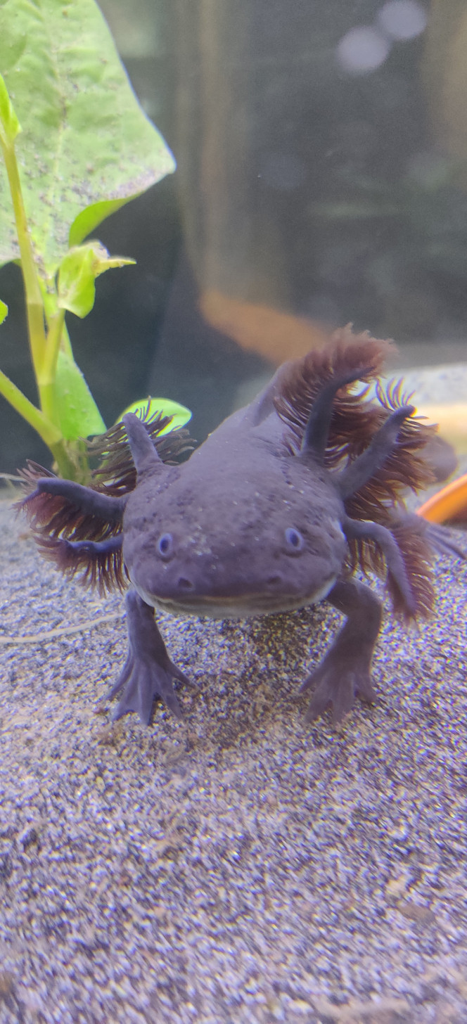Nouvelle photo de mon aquarium "[b]Axolotls[/b]"