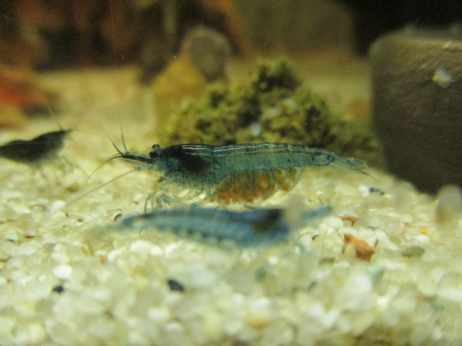 Tellement rare de voir une grainée chez les "bleu" : Je suis passé de ...