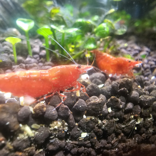 Acheter neocaridina red cherry et red fire