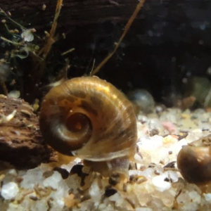 Escargot planorbarius corneus (planorbe des étangs) : fiche complète ...
