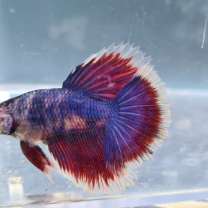 Acheter un betta (combattant) - Achat en ligne - Aquariophilie ...