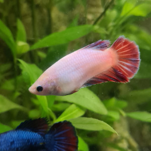 Acheter un betta (combattant) - Achat en ligne - Aquariophilie ...
