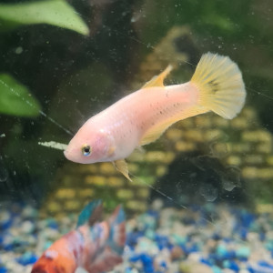 Acheter un betta (combattant) - Achat en ligne - Aquariophilie ...