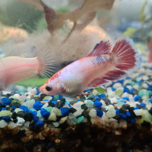 Acheter un betta (combattant) - Achat en ligne - Aquariophilie ...