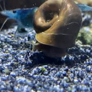 Escargot planorbarius corneus (planorbe des étangs) : fiche complète ...