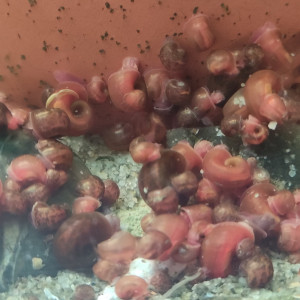 Escargot planorbarius corneus (planorbe des étangs) : fiche complète ...