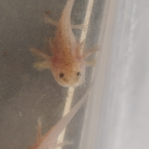 Acheter un axolotl - Achat en ligne - Aquariophilie & Aquascaping ...