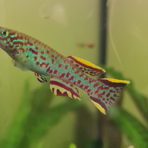 Acheter des killies et poissons annuels - Achat en ligne ...