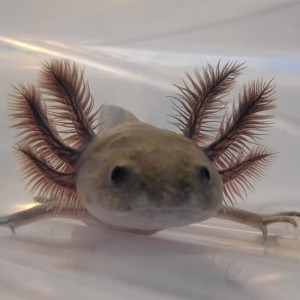 Acheter axolotl cooper mélanique cooper leucistique sauvage