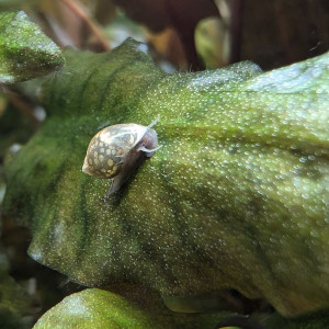 Escargot physa spp. ou physella spp. (physe) : fiche complète ...