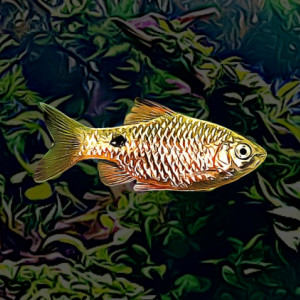 Poisson pethia conchonius (barbus rosé) : fiche complète, paramètres ...