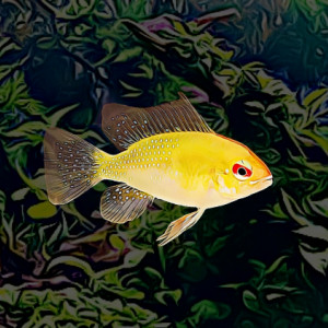 Poisson mikrogeophagus ramirezi (ramirezi) : fiche complète, paramètres ...