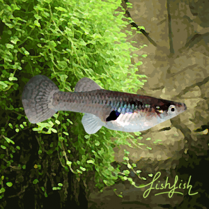 Poisson gambusia holbrooki (gambusie de l'est) : fiche complète ...