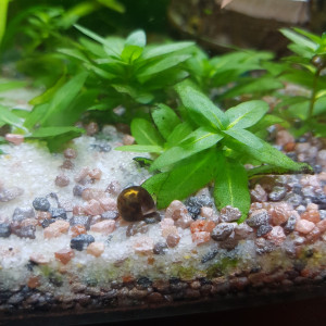 Escargot planorbarius corneus (planorbe) : fiche complète, paramètres ...