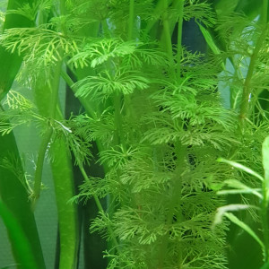 Plante limnophila sessiliflora (ambulia sessiliflora) : fiche complète ...