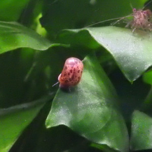 Escargot planorbarius corneus (planorbe des étangs) : fiche complète ...