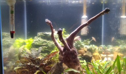 Poisson dario sp myanmar (dario sp black tiger) : fiche complète ...