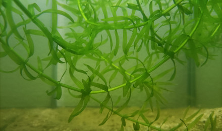 Escargot physa spp. ou physella spp. (physe) : fiche complète ...