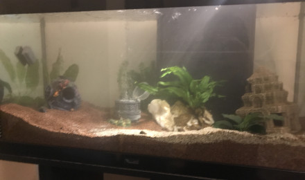 Escargot physa spp. ou physella spp. (physe) : fiche complète ...