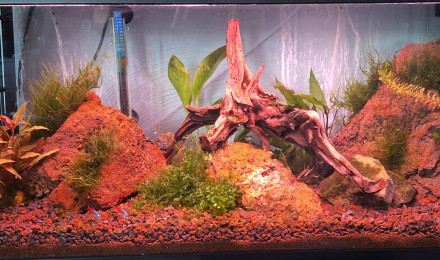 Poisson paracheirodon axelrodi (cardinalis) : fiche complète ...