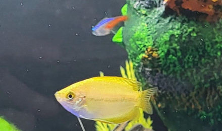 Poisson paracheirodon innesi (néon bleu) : fiche complète, paramètres ...