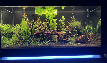 Poisson paracheirodon axelrodi (cardinalis) : fiche complète ...