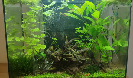 Escargot physa spp. ou physella spp. (physe) : fiche complète ...