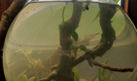 Escargot physa spp. ou physella spp. (physe) : fiche complète ...