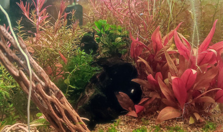 Escargot physa spp. ou physella spp. (physe) : fiche complète ...