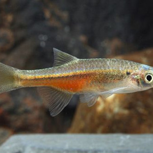 Poisson devario sondhii (danio de feu) : fiche complète, paramètres ...
