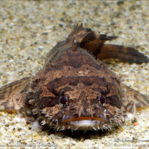 Poisson allenbatrachus grunniens (poisson-crapaud grogneur) : fiche ...