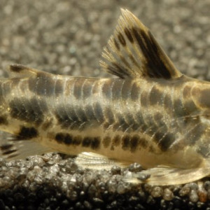 Poisson aspidoras spilotus : fiche complète, paramètres, volume ...