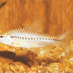 Poisson barbus ablabes (barbus ablades) : fiche complète, paramètres ...